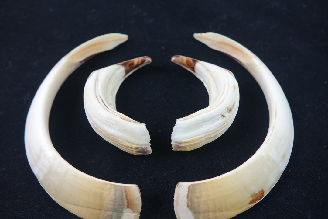Wild Boar Tusks Trophy, Taxidermy, Tooth, Teeth Hog Hunting sus Scrofa ...