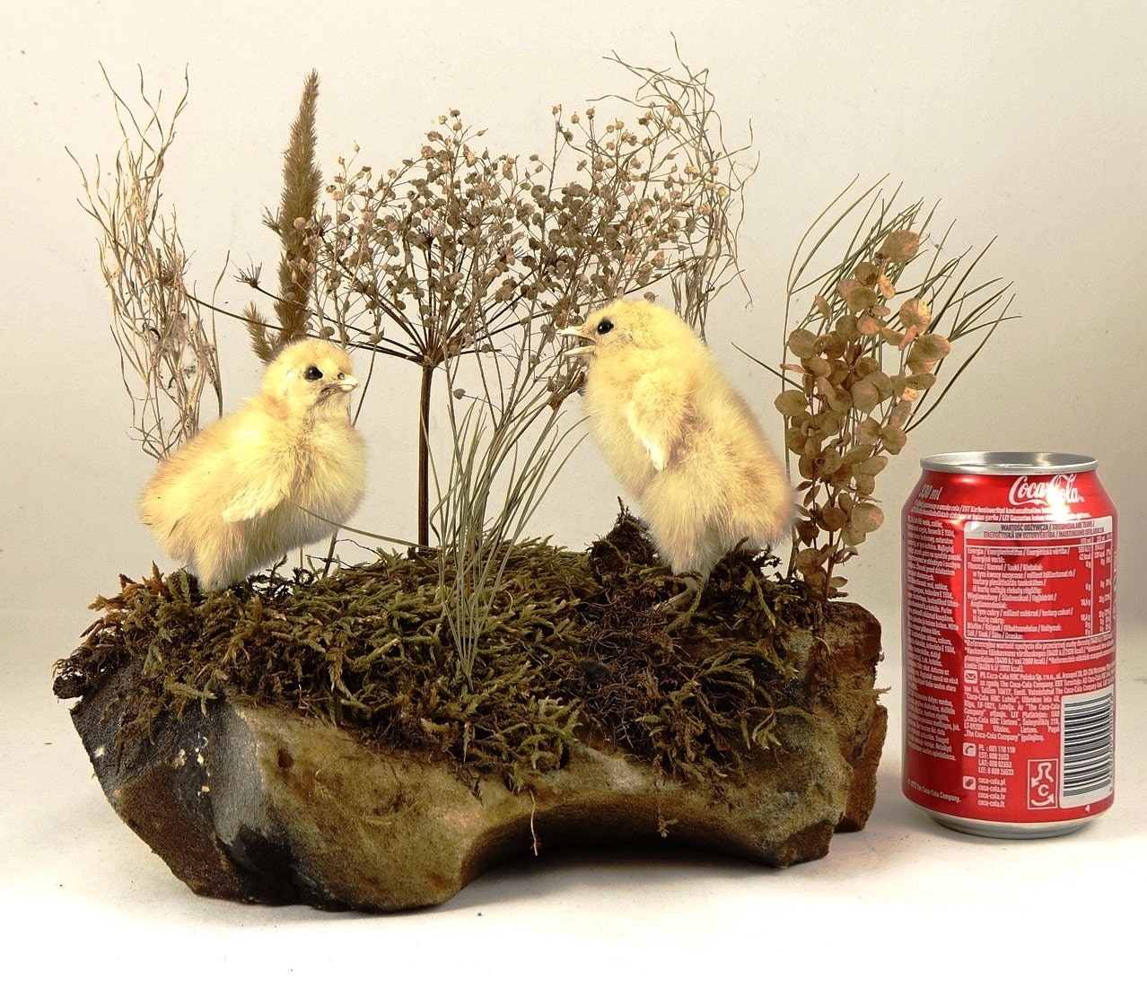 Real Baby Chickens Taxidermy Diorama Chick Bird Mount - Etsy