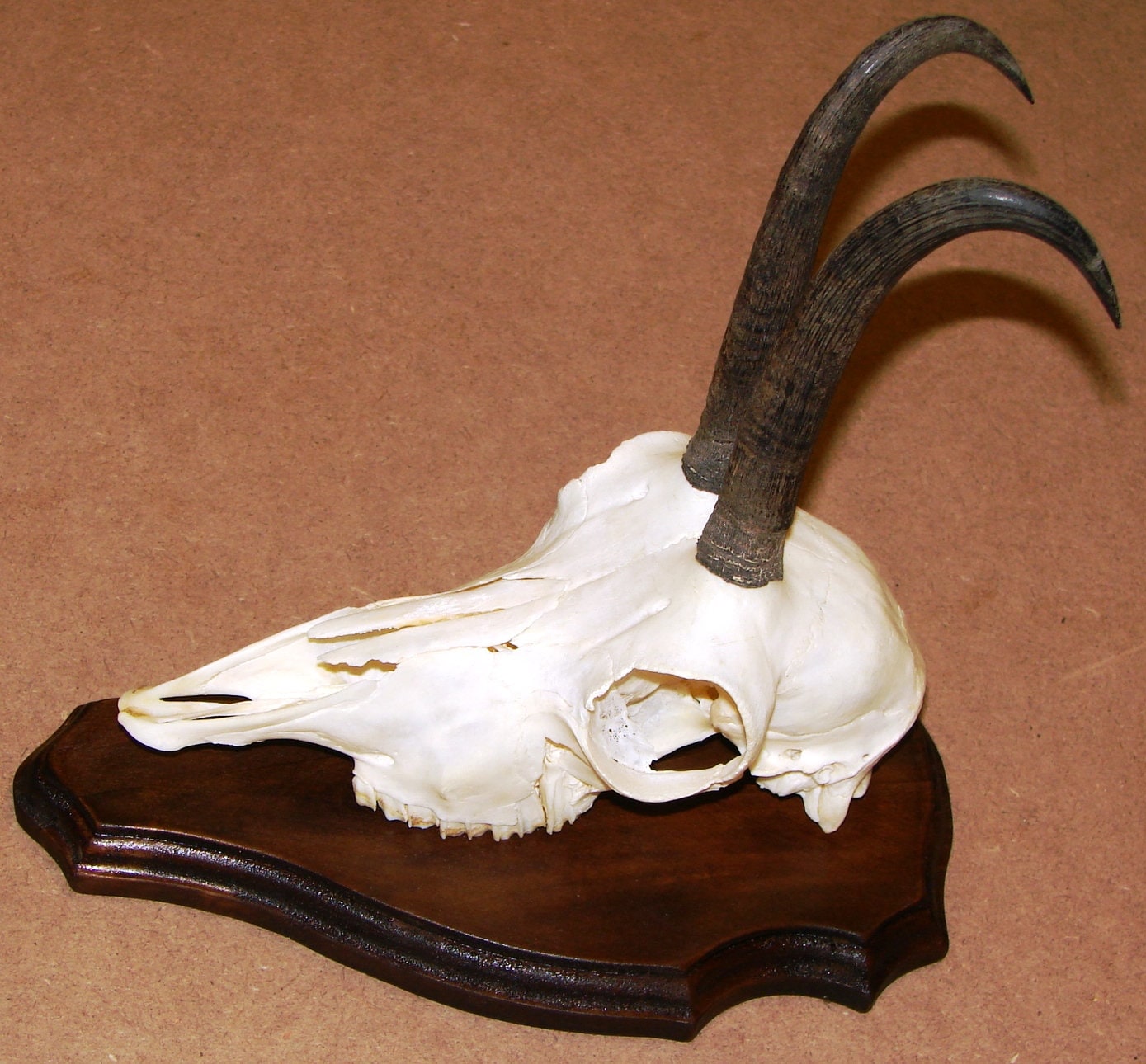 Wooden Base Shield Trophy Mounting Plaque for Roe Deer and Chamois ...