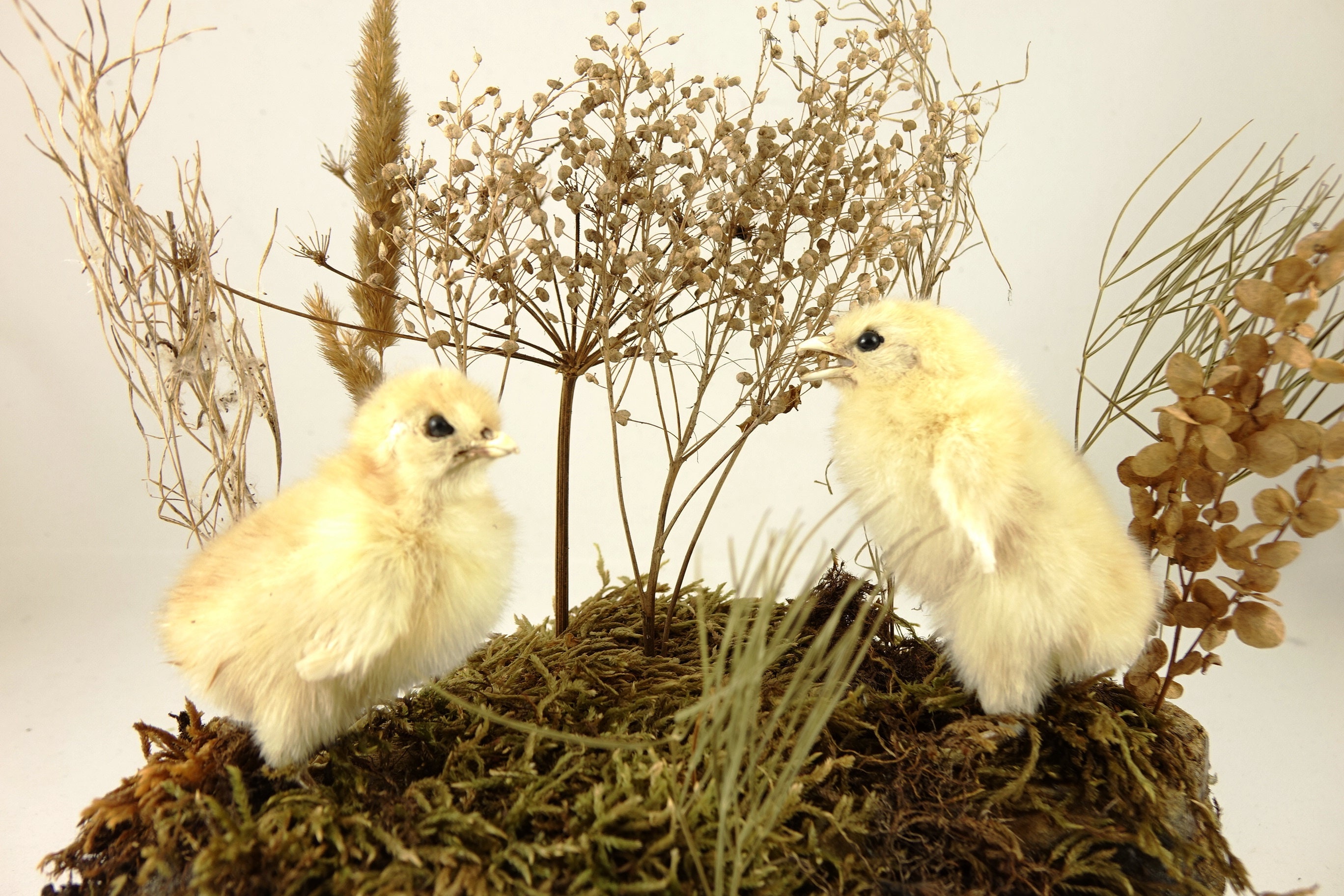 Real Baby Chickens Taxidermy Diorama Chick Bird Mount - Etsy