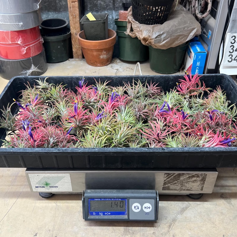 Bundle Air Plants - Etsy