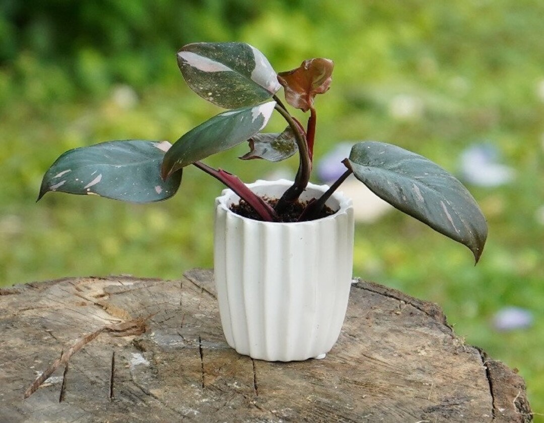 2.5 Pink Princess Starter Plant - Etsy