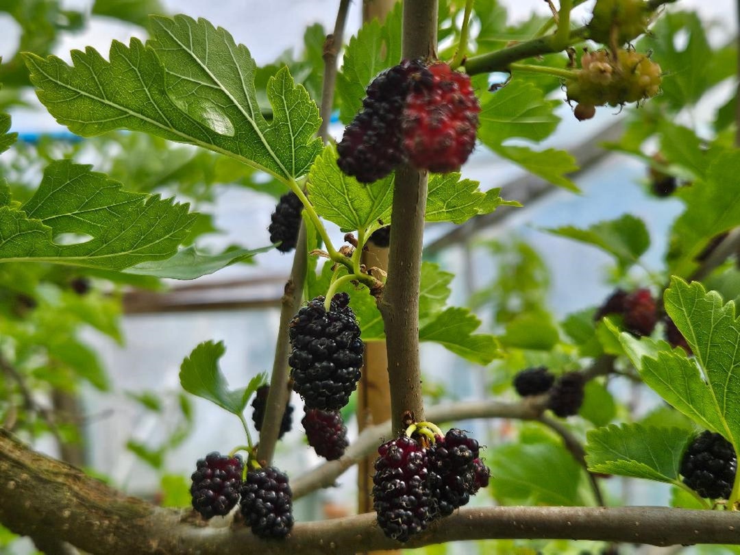 Mulberry Tree - Black Mulberry Tree (morus Nigra) - Collection Only ...