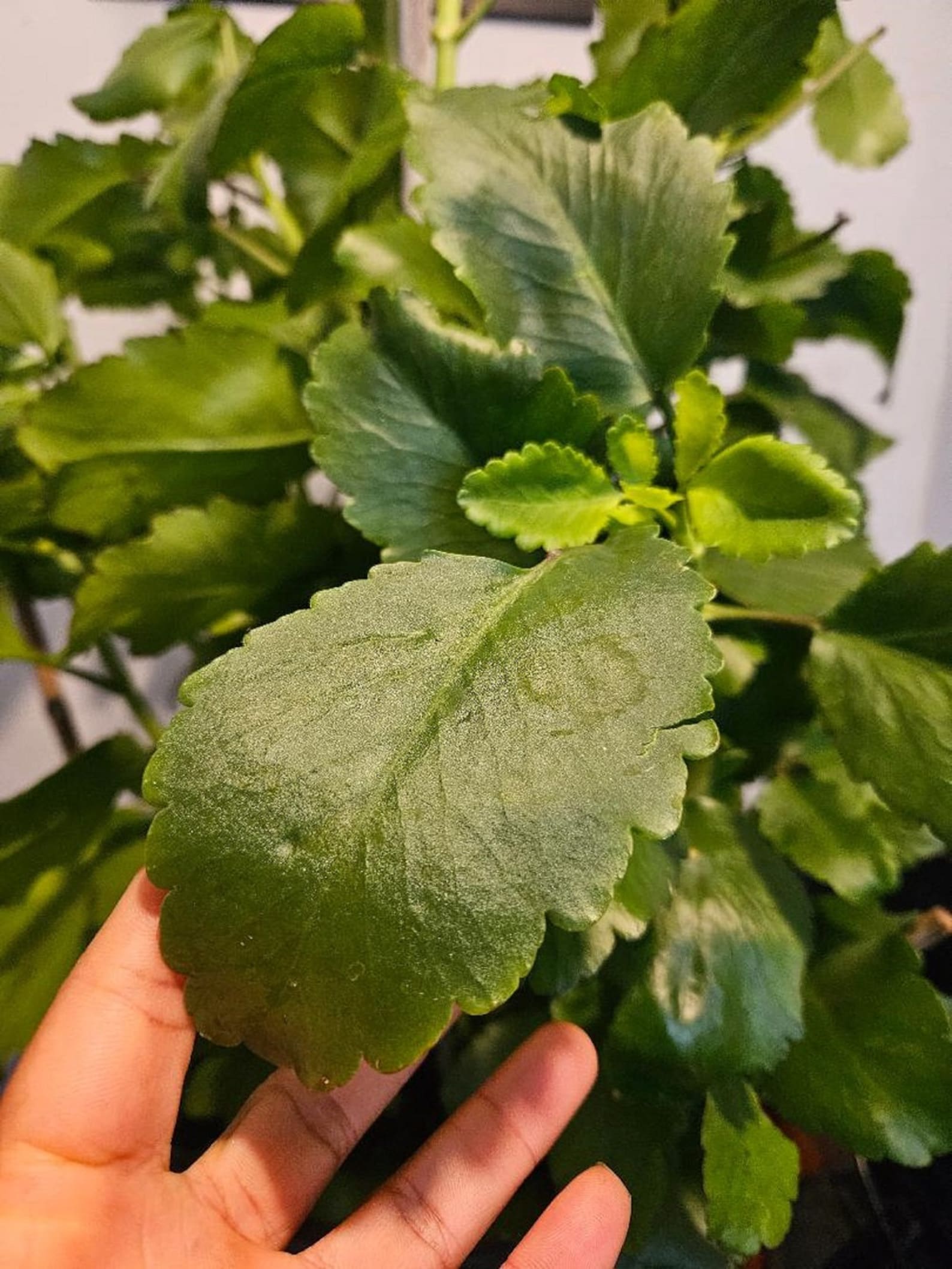 Leaf of Life Leaves (bryophyllum Pinnatum) - Two Leaves - Etsy UK