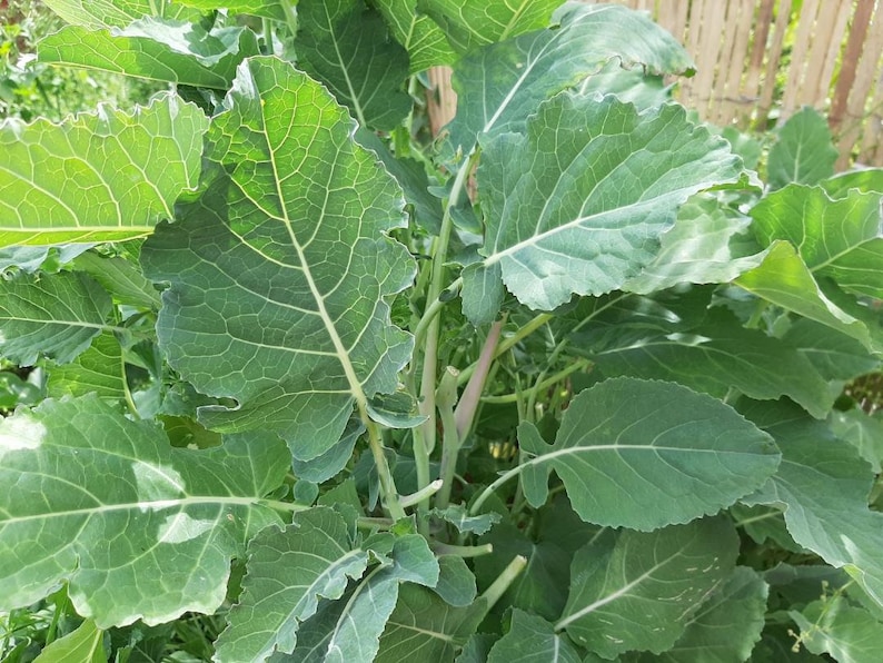 3 X RARE Heritage Variety of PERENNIAL KALE - Daubenton - Etsy UK