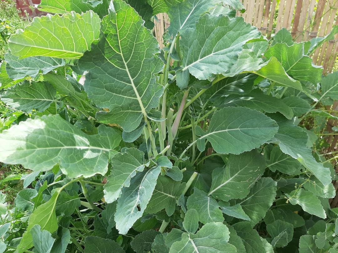 3 X RARE Heritage Variety of PERENNIAL KALE - Daubenton - Etsy UK