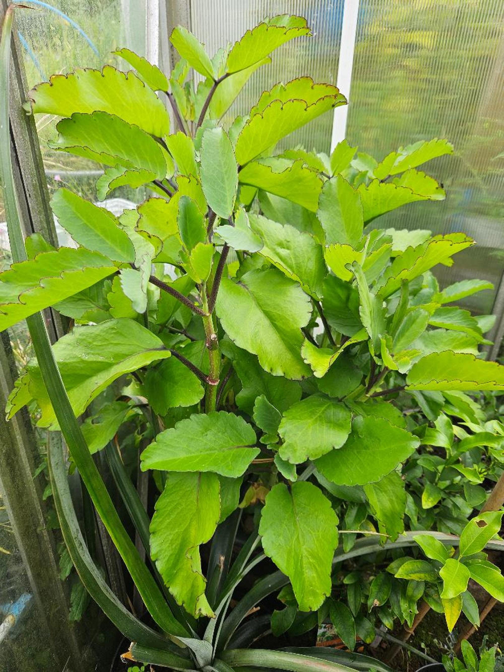 Leaf of Life Leaves (bryophyllum Pinnatum) - Two Leaves - Etsy UK