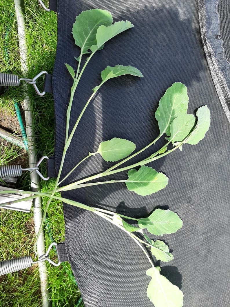 3 X RARE Heritage Variety of PERENNIAL KALE - Daubenton - Etsy UK