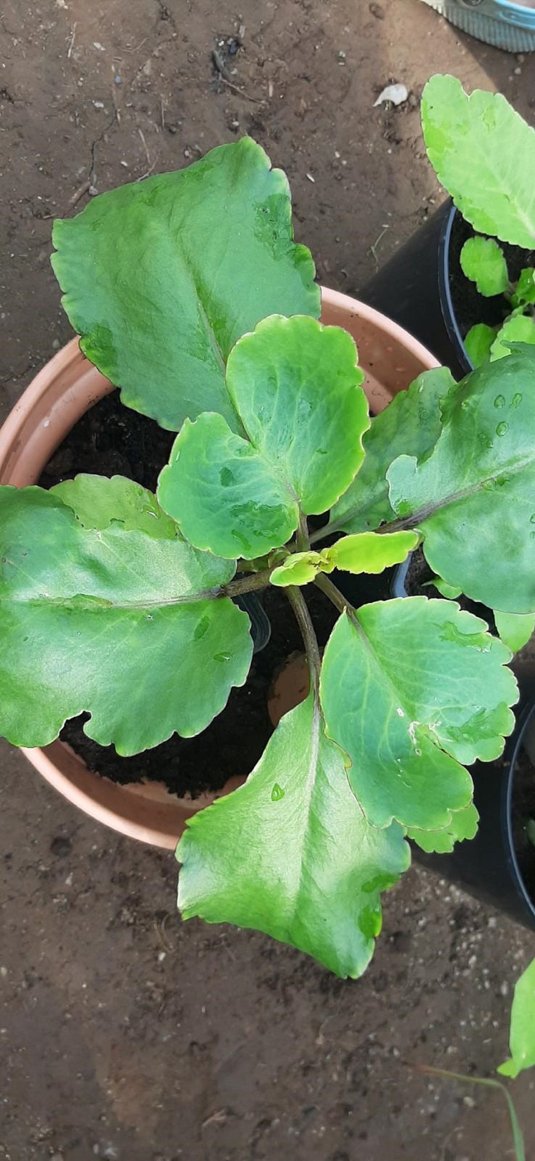 Leaf of Life, Miracle Leaf (bryophyllum Pinnatum) - Etsy UK