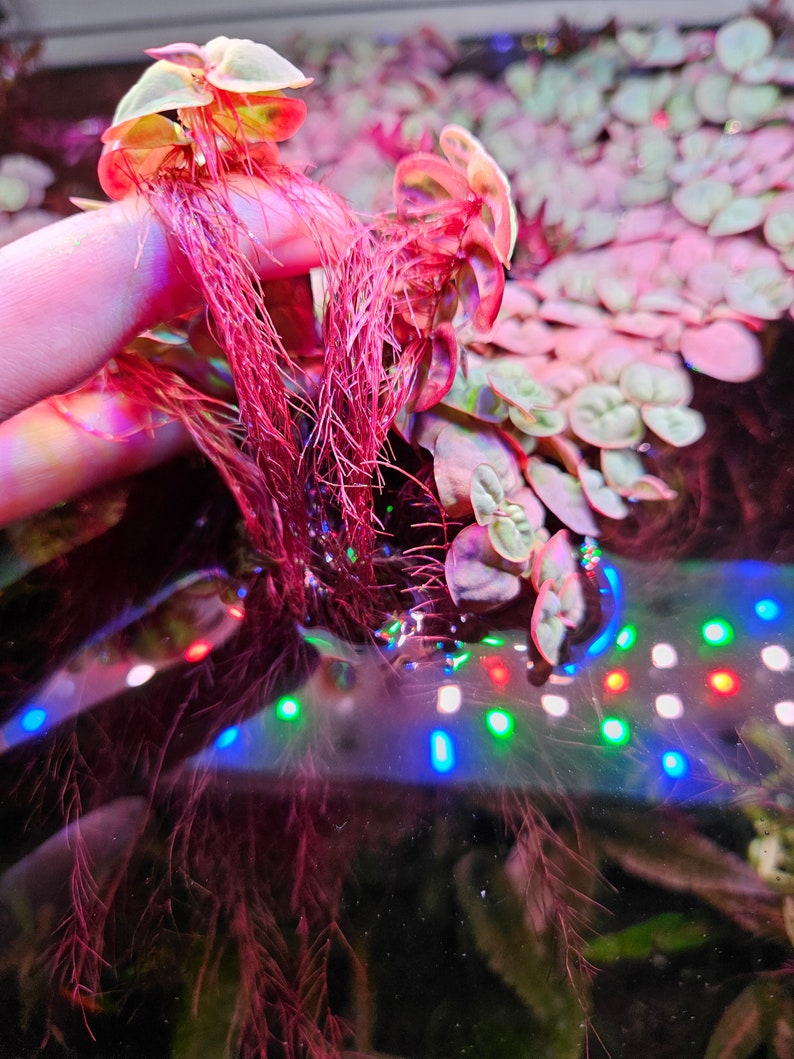 10 X Red Root Floaters (low Tech) - Etsy