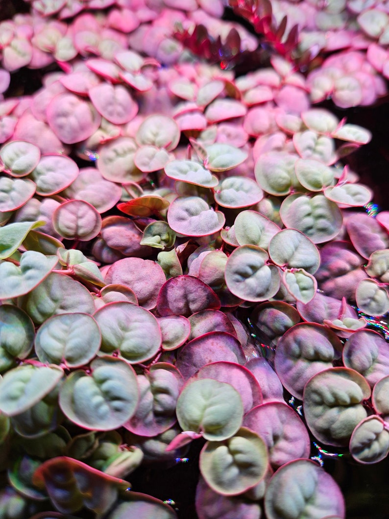 10 X Red Root Floaters (low Tech) - Etsy