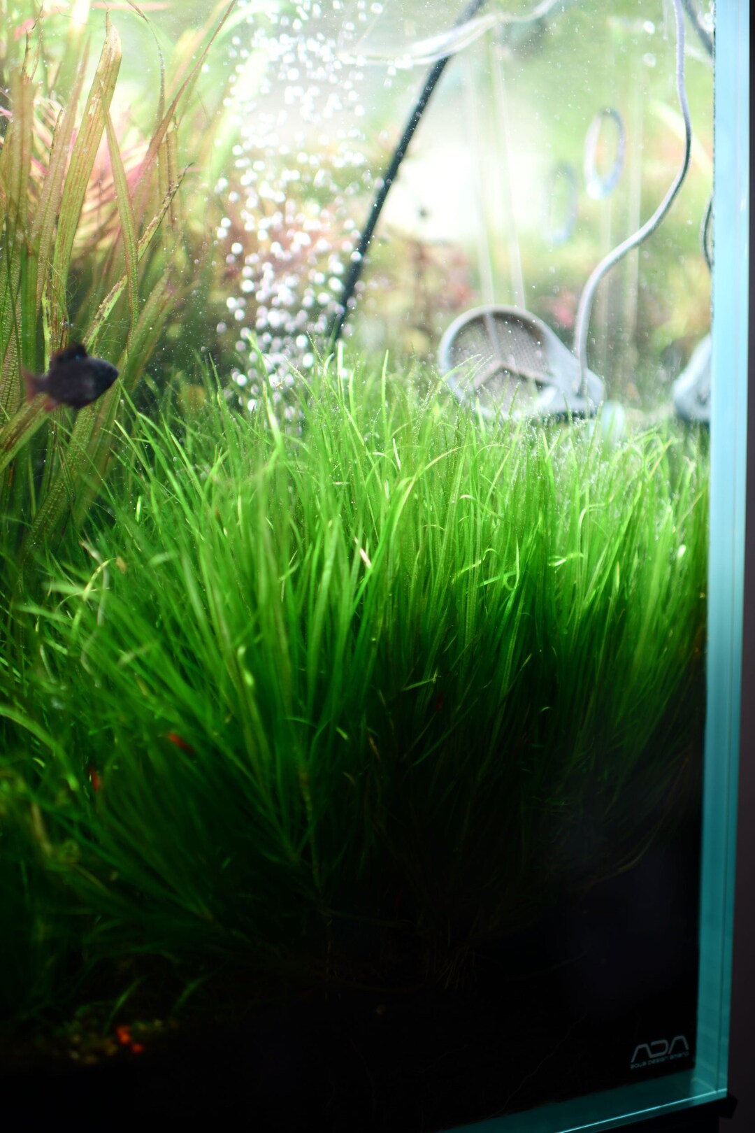3 X Blyxa Japonica Aquarium Plant. Submerge-grown - Etsy