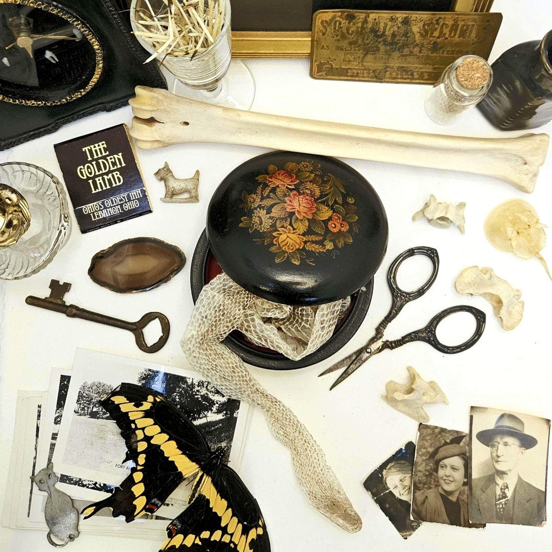 Cabinet of Curiosities Custom Mystery Box | Curated Natural Specimens ...
