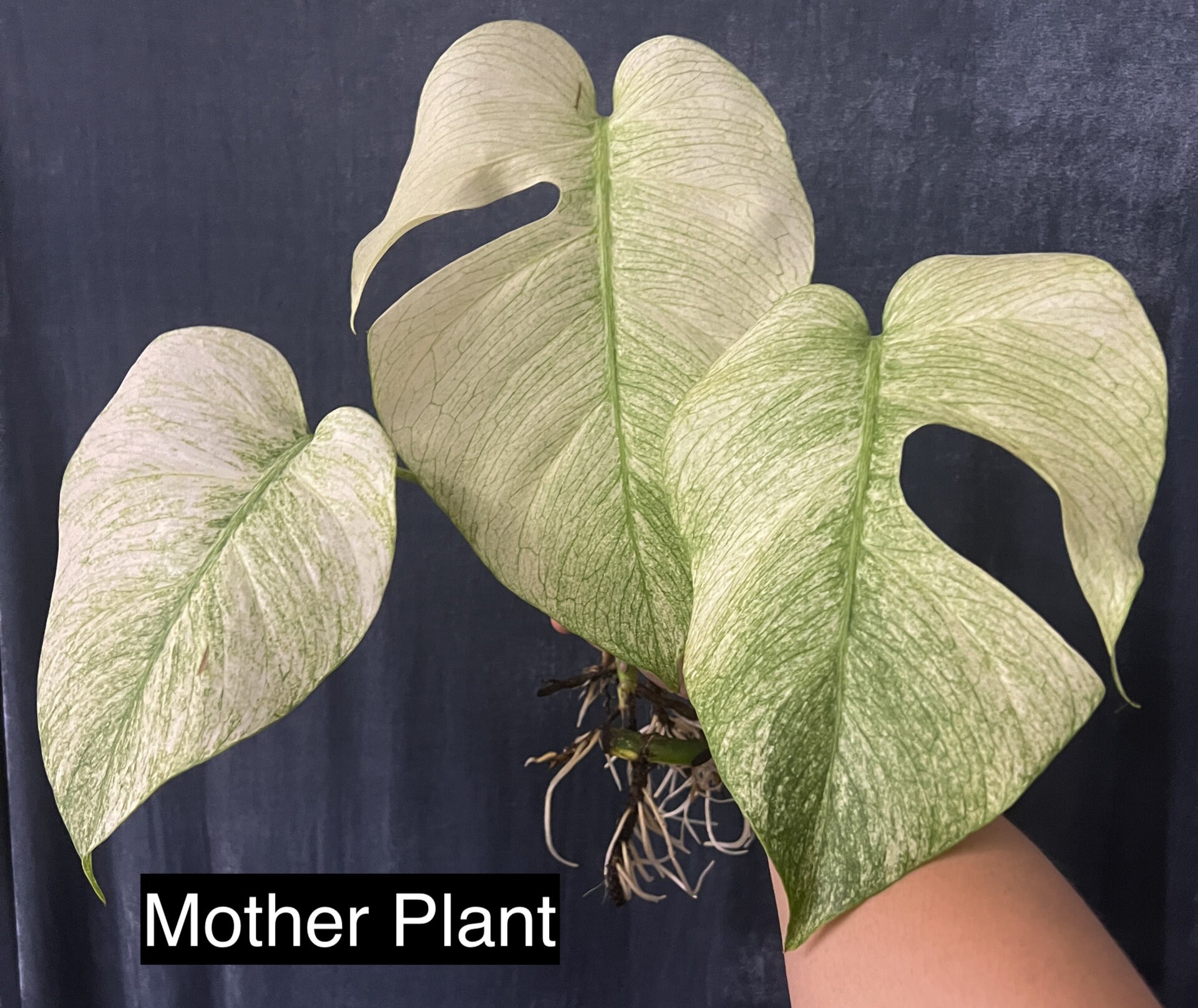 Monstera Deli Borsi Cebublue haft Mint 「売上ランキング」 www.findaytravel.com