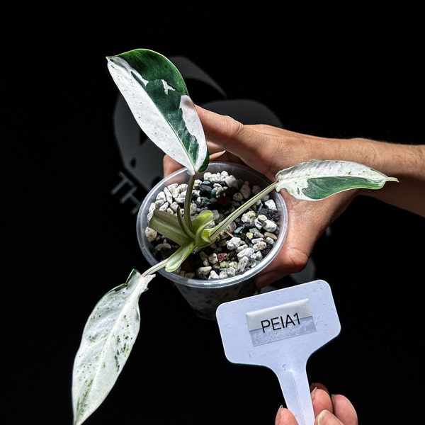 Philodendron Emerald Ice - Etsy