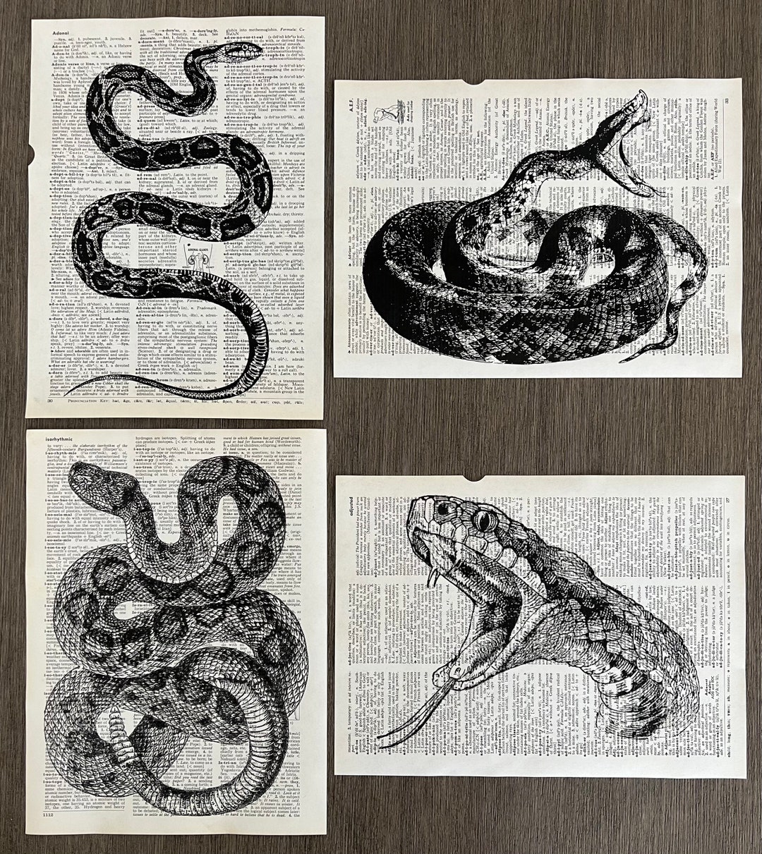 Snake Themed Dictionary Prints Set of 4 - Etsy