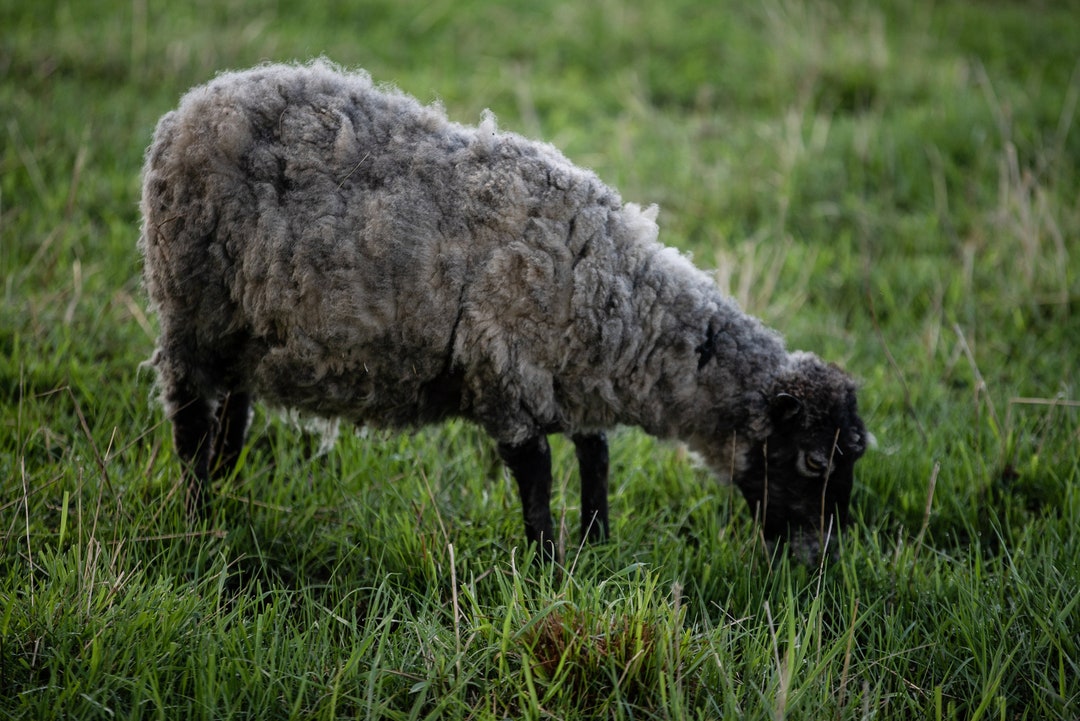 Raw Shetland Wool- Shaela 1.45lbs - Etsy