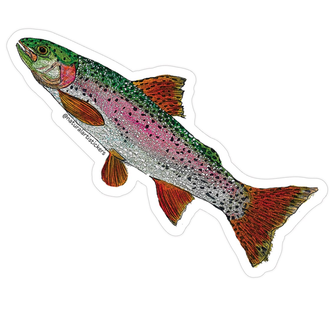Rainbow Trout Fish Sticker 5 Durable Weather Resistant - Etsy