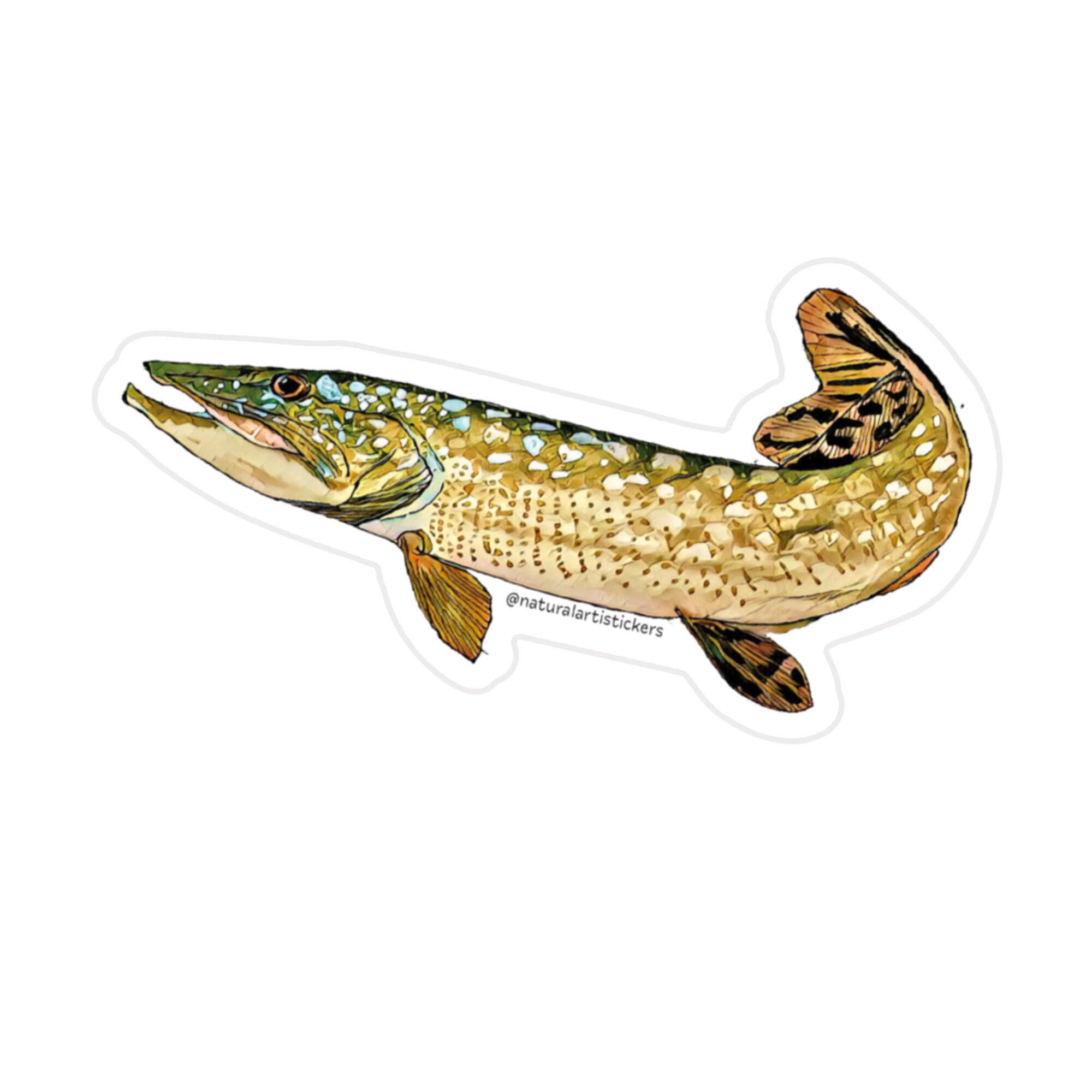 Chain Pickerel Fish Sticker Durable Weather Resistant Vinyl Fish ...