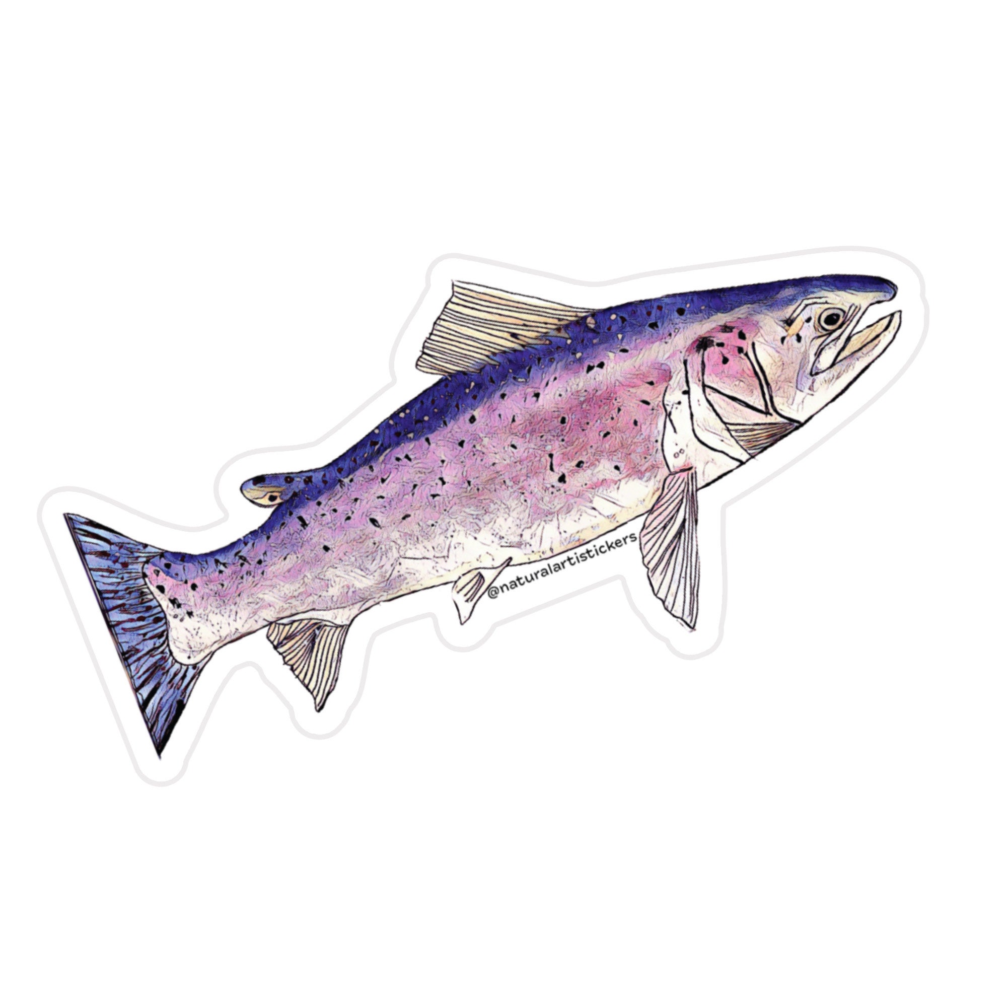 Hand-painted Atlantic Salmon Sticker: Durable, Weather Resistant ...