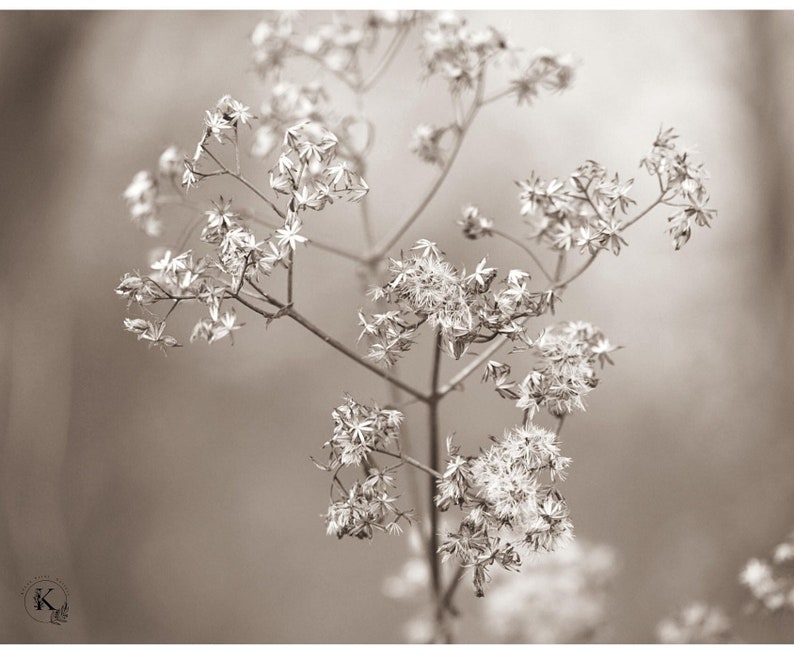 Sepia Baby's Breath, Neutral Print, Wildflower Print, Boho Print, Home ...