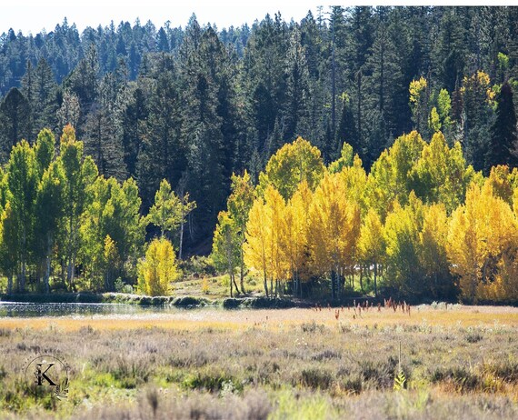 Dixie National Forest Duck Creek Utah Landscape Photograph - Etsy