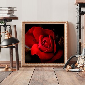 Red Rose Square Print, Vibrant Red Rose, Red Rose With Dew, Macro Rose ...