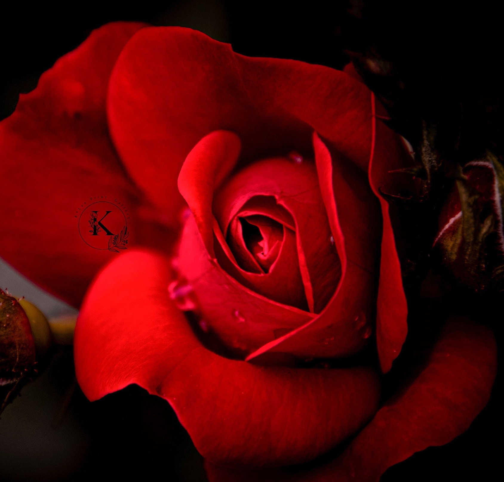 Red Rose Square Print, Vibrant Red Rose, Red Rose With Dew, Macro Rose ...