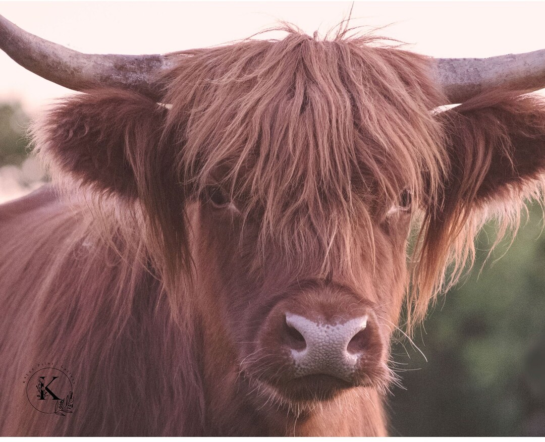 Shaggy Rust Colored Horned Cow, Farmhouse Wall Art, Digital Download ...