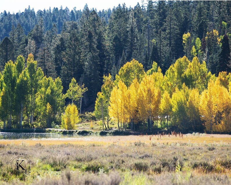 Dixie National Forest Duck Creek Utah Landscape Photograph - Etsy