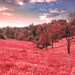 Vibrant Red Landscape, Art Print, Landscape Photo, Nature Photograph ...