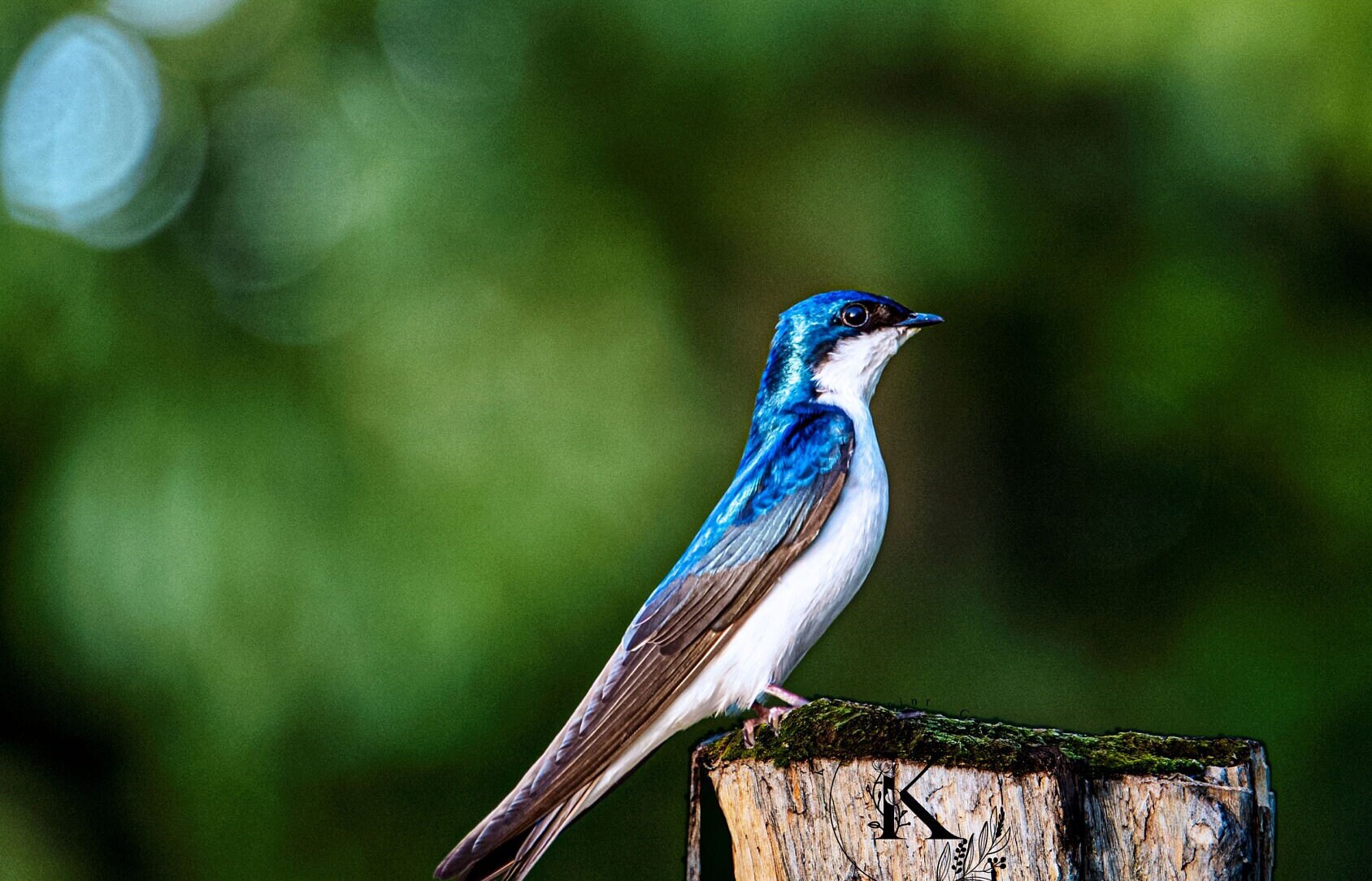 Blue Swallow, Bird Photo, Bird Photography, Blue & White Swallow, Bird ...