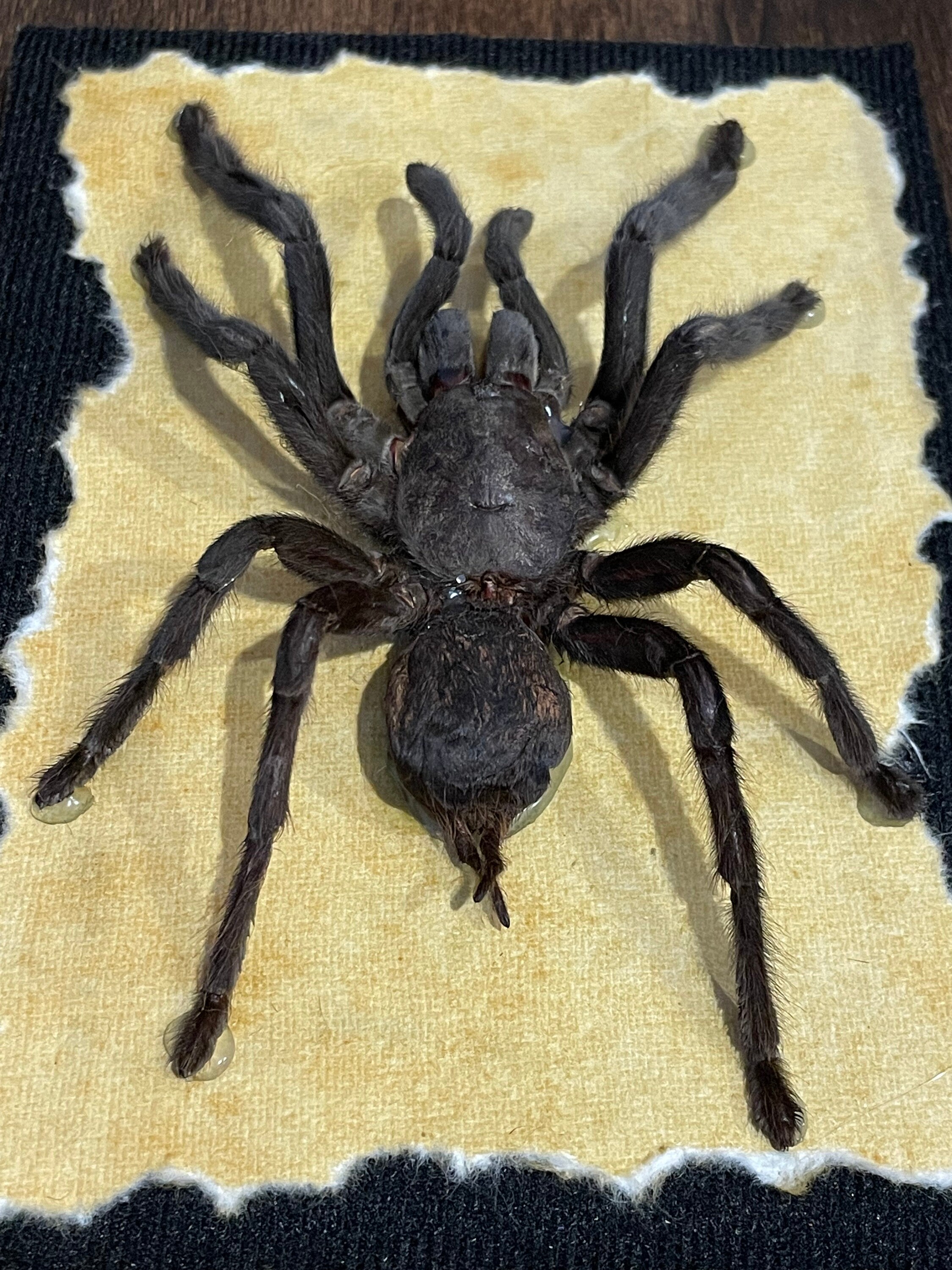 Real Taxidermy Tarantula Shadowbox Unique Christmas Gift - Etsy