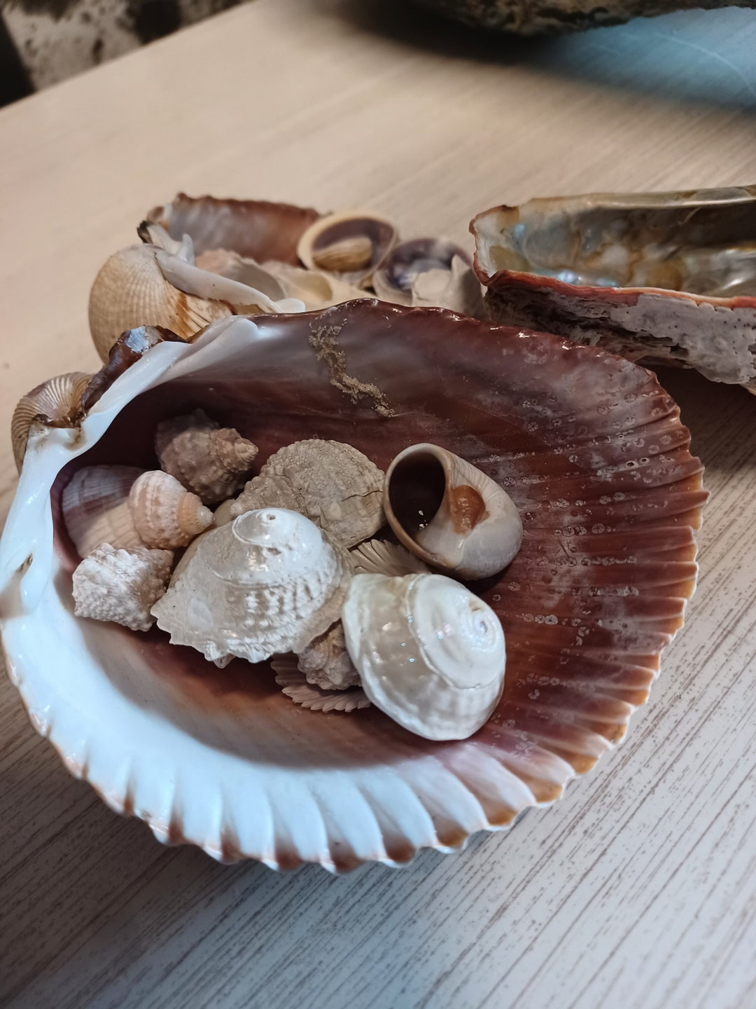 Variety of Cute Sea Shells - Etsy