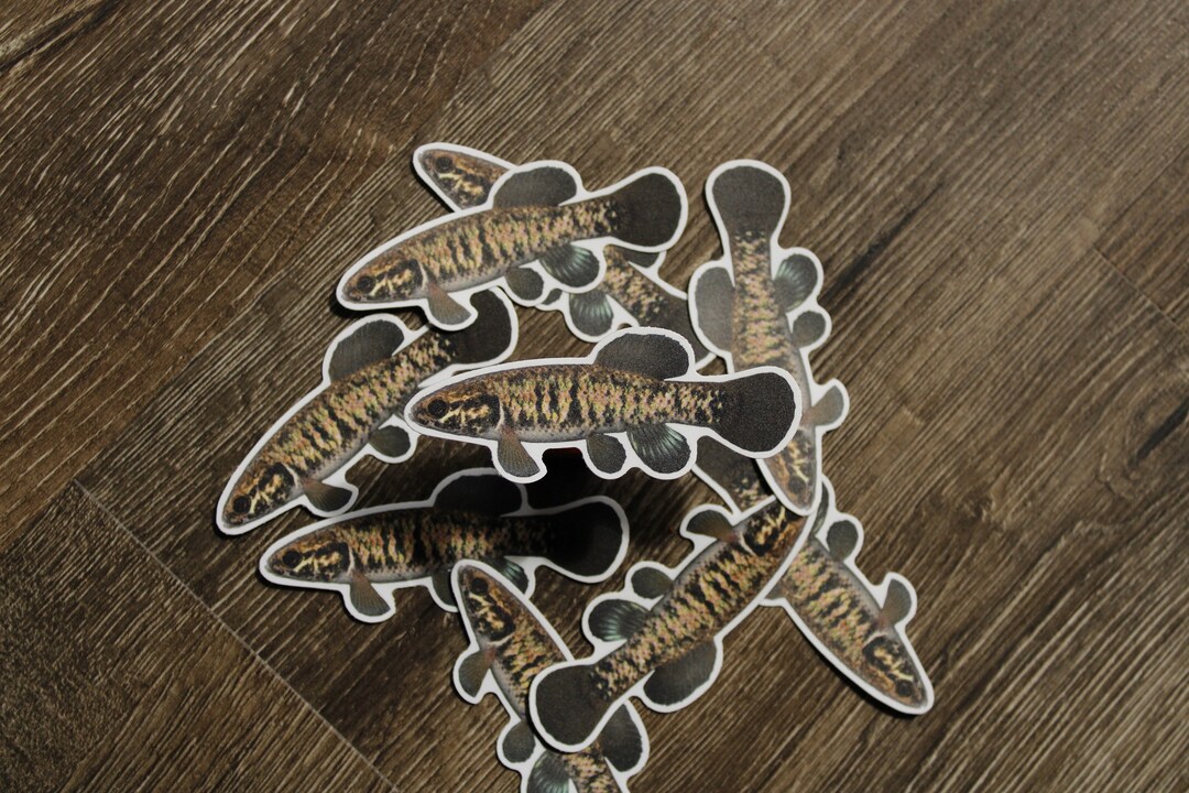 Central Mudminnow (umbra Limi) Sticker - Etsy