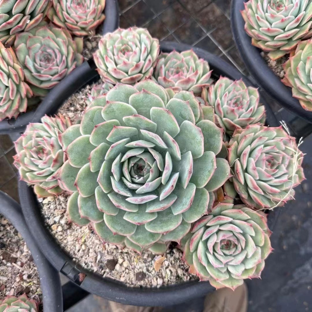 Echeveria Pink Tips-simple and Easy to Care Plants - Etsy