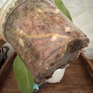 Philodendron Burle-marx Variegated in a 4 Inches Pot! - Etsy