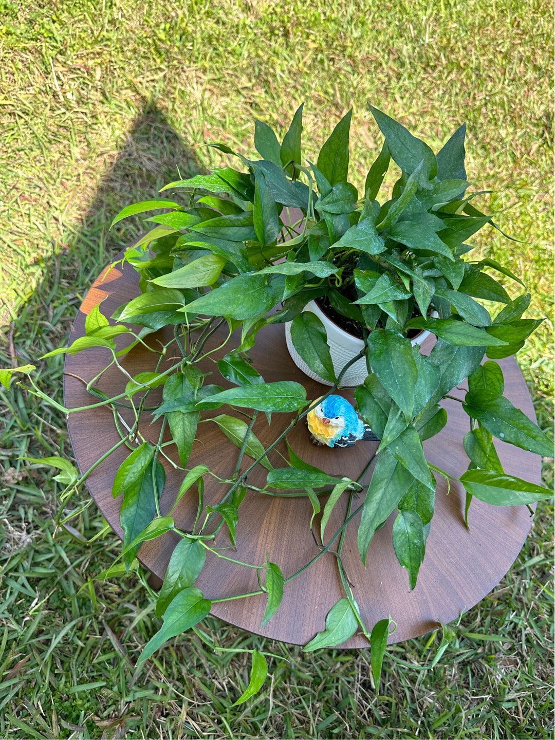 Epipremnum Skeleton Key 6 Pot - Etsy