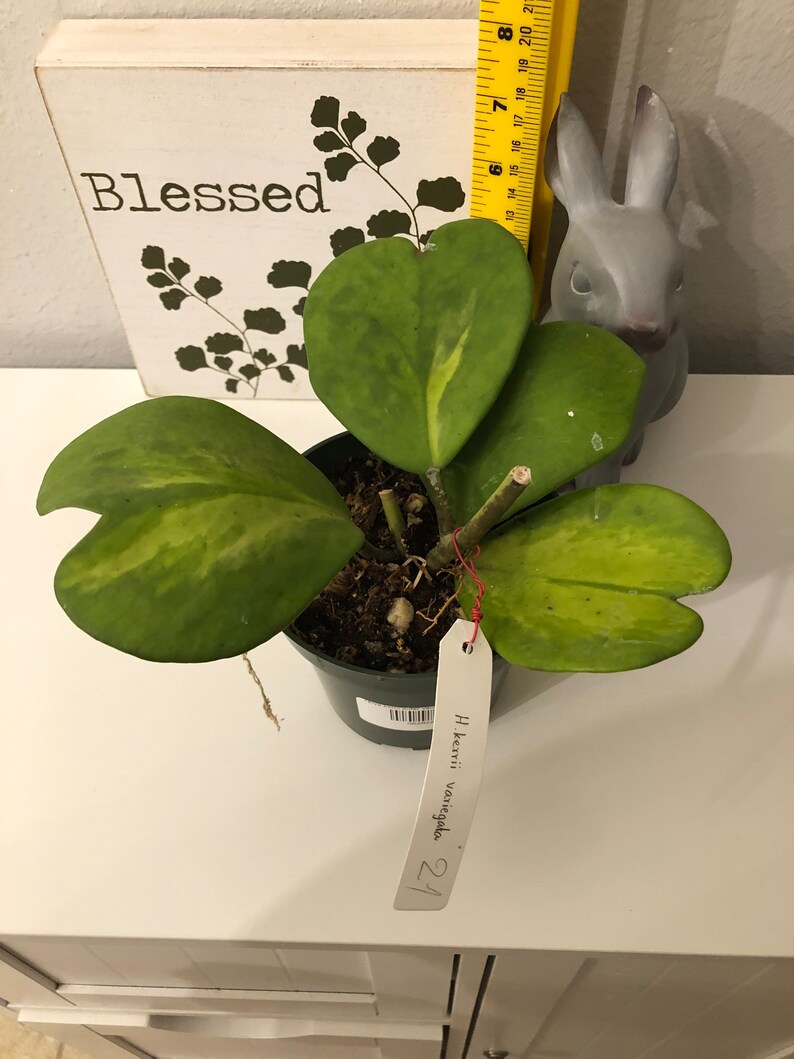 Hoya Kerrii Albomarginata inner Variegation - Etsy