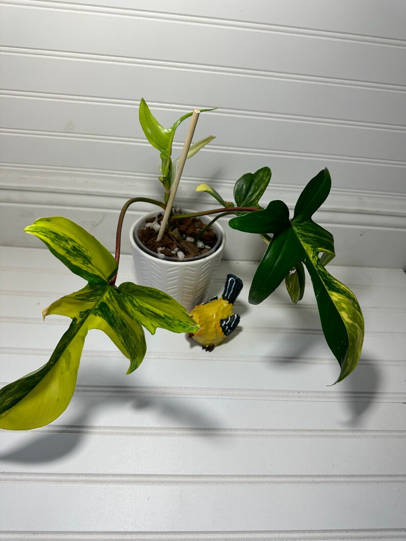 Rare Philodendron Florida Beauty Variegated. Exact Plant - Etsy