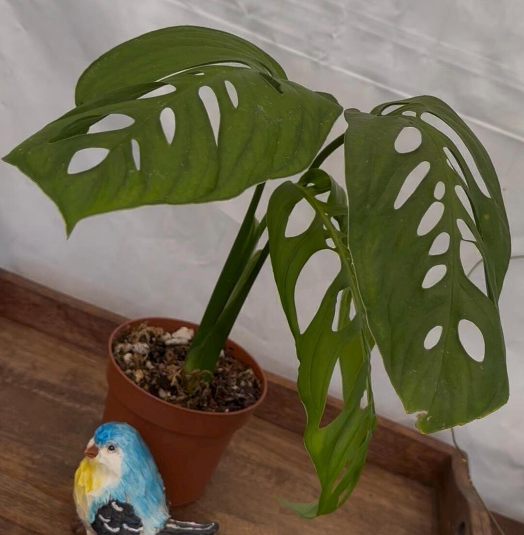 Monstera Esqueleto Big Leaves Rooted Plant in a 4 Inches Pot! - Etsy