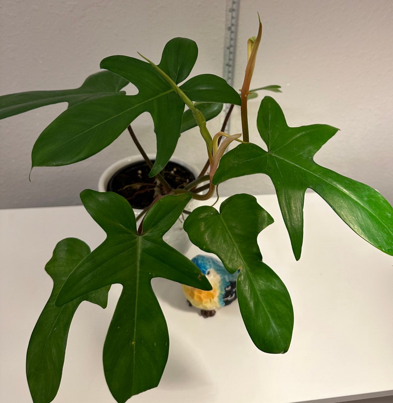 Philodendron Florida Beauty - Etsy