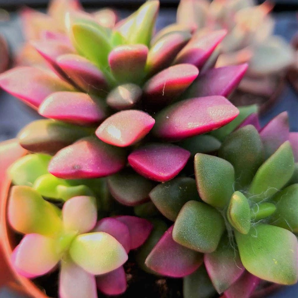 Anacampseros Sunrise var. Anacampseros Telephiastrum - Etsy Canada
