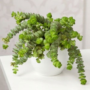 String of Bottons Hottentot Crassula Marnieriana Crassula - Etsy Canada