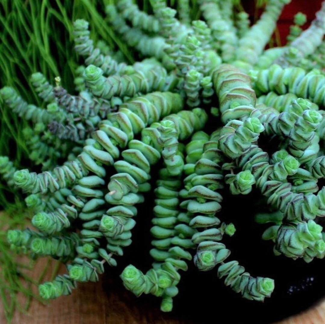 String of Bottons Hottentot Crassula Marnieriana Crassula - Etsy Canada