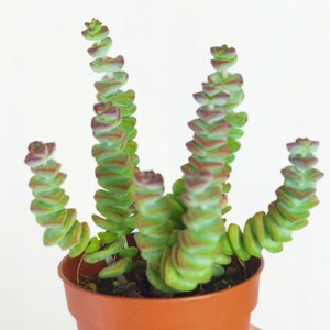String of Bottons Hottentot Crassula Marnieriana Crassula - Etsy Canada