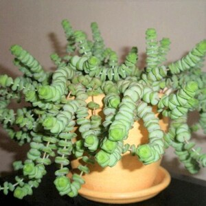 String of Bottons Hottentot Crassula Marnieriana Crassula - Etsy Canada
