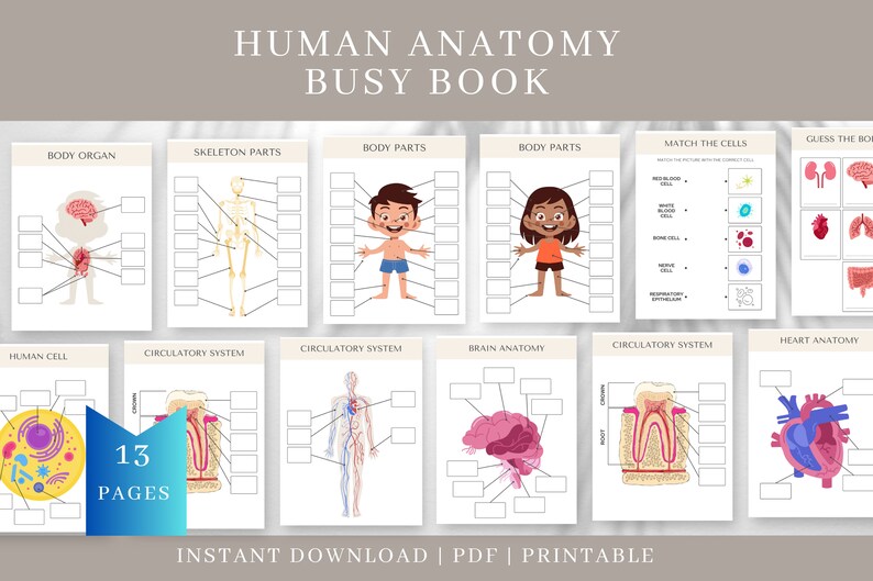 Human Body Anatomy Study Guide Anatomy Notes Montessori - Etsy