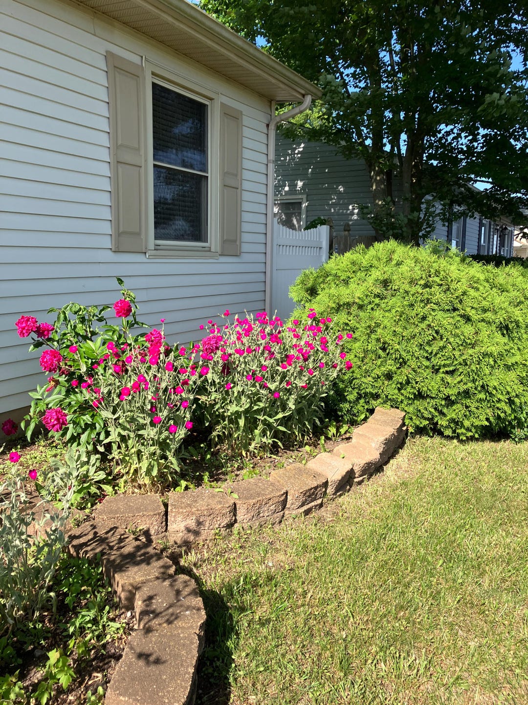 Extra Large Rose Campion Plant With 30 Rose Campion Seeds. Beautiful ...