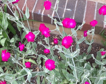 Pink Campion Plant - Etsy